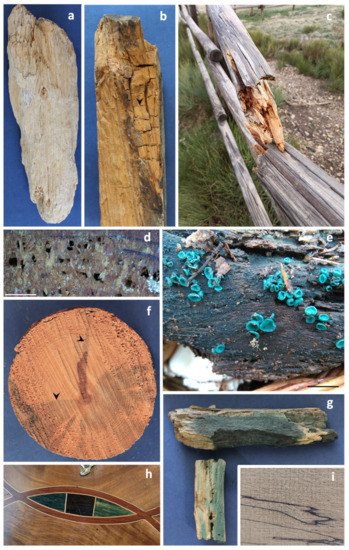 Biological Deterioration and Natural Durability of Wood in Europe