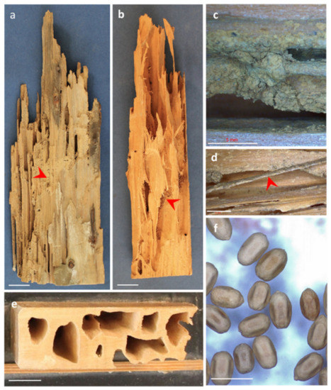 Biological Deterioration and Natural Durability of Wood in Europe