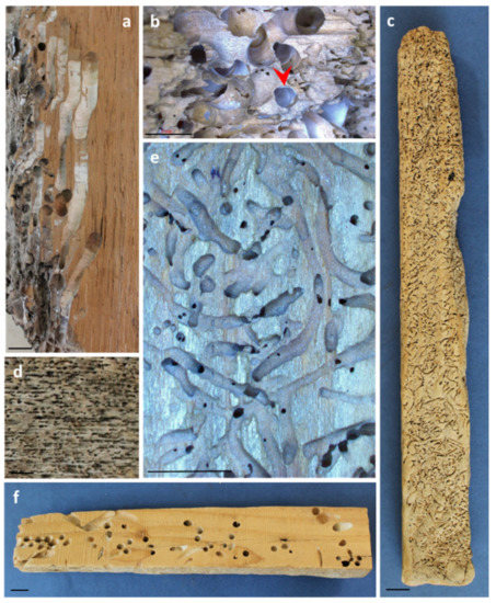 Biological Deterioration and Natural Durability of Wood in Europe