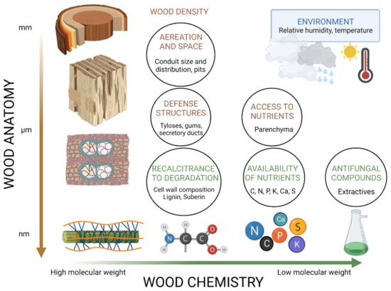 Biological Deterioration and Natural Durability of Wood in Europe