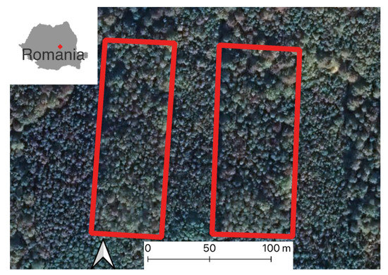 Coppice Management for Young Sycamore Maple (Acer pseudoplatanus L.)