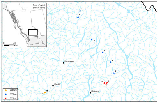 Forests | Free Full-Text | Infestation Phases and Impacts of Dryocoetes ...