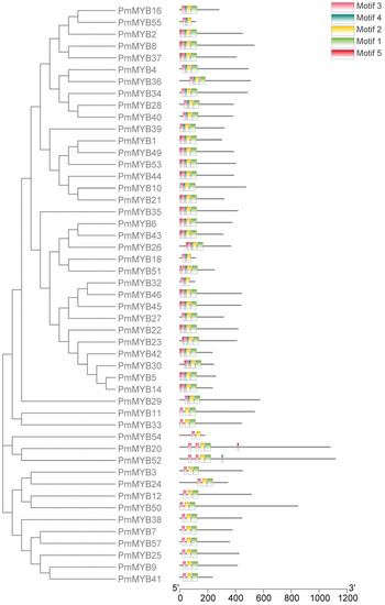 Transcriptome Identification of R2R3-MYB Gene Family Members in Pinus ...