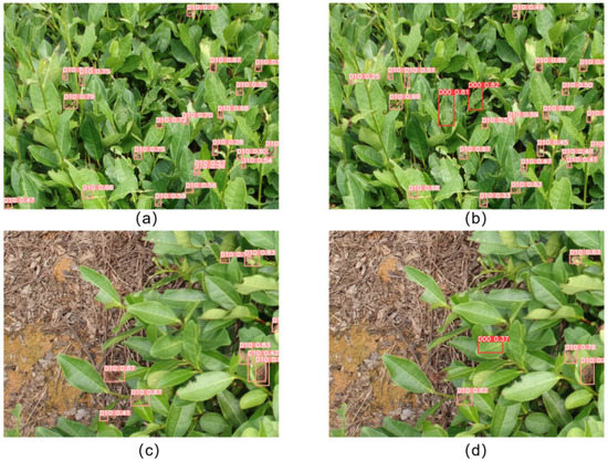 YOLO-Tea: A Tea Disease Detection Model Improved by YOLOv5
