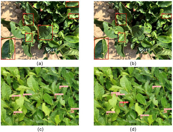 YOLO-Tea: A Tea Disease Detection Model Improved by YOLOv5