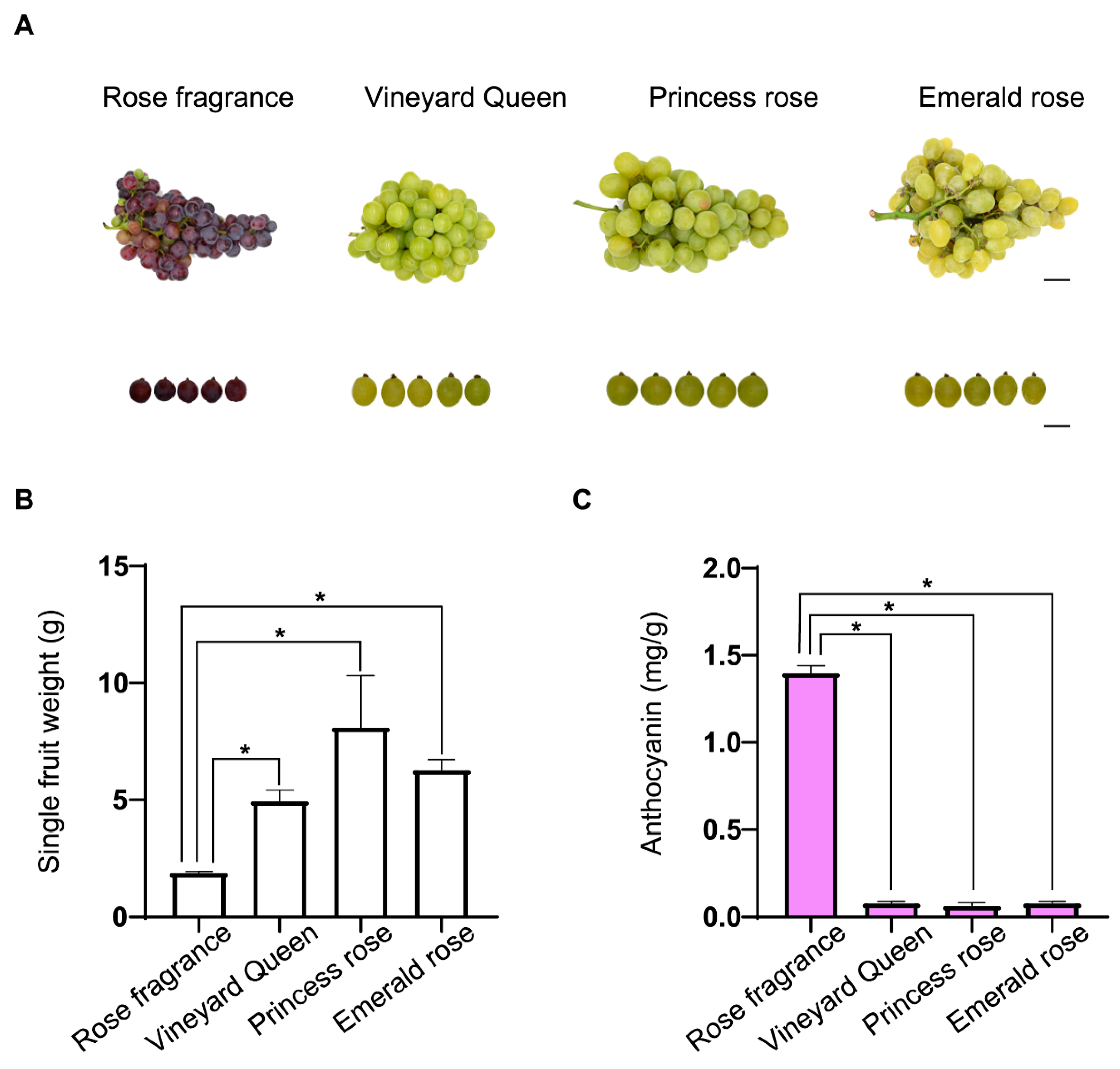 Transcriptome Analysis Reveals the Central Role of the Transcription Factor MYB in Regulating ...