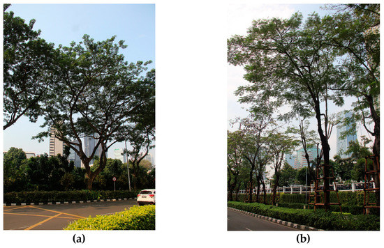 Inferring Vertical Tree Growth Direction of Samanea saman and Delonix ...