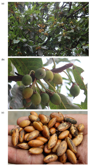 Biocultural Importance of the Chiuri Tree [Diploknema butyracea (Roxb ...