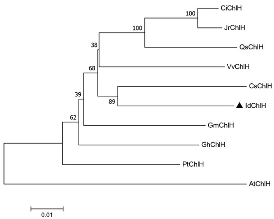 Efficient Virus-Induced Gene Silencing in Ilex dabieshanensis Using ...