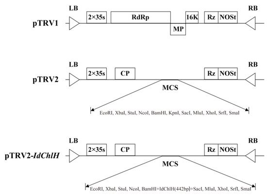 Efficient Virus-Induced Gene Silencing in Ilex dabieshanensis Using ...