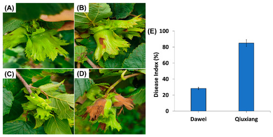 Comparative Transcriptomic Analysis Reveals the Molecular Responses in Two Contrasting Hazelnut ...