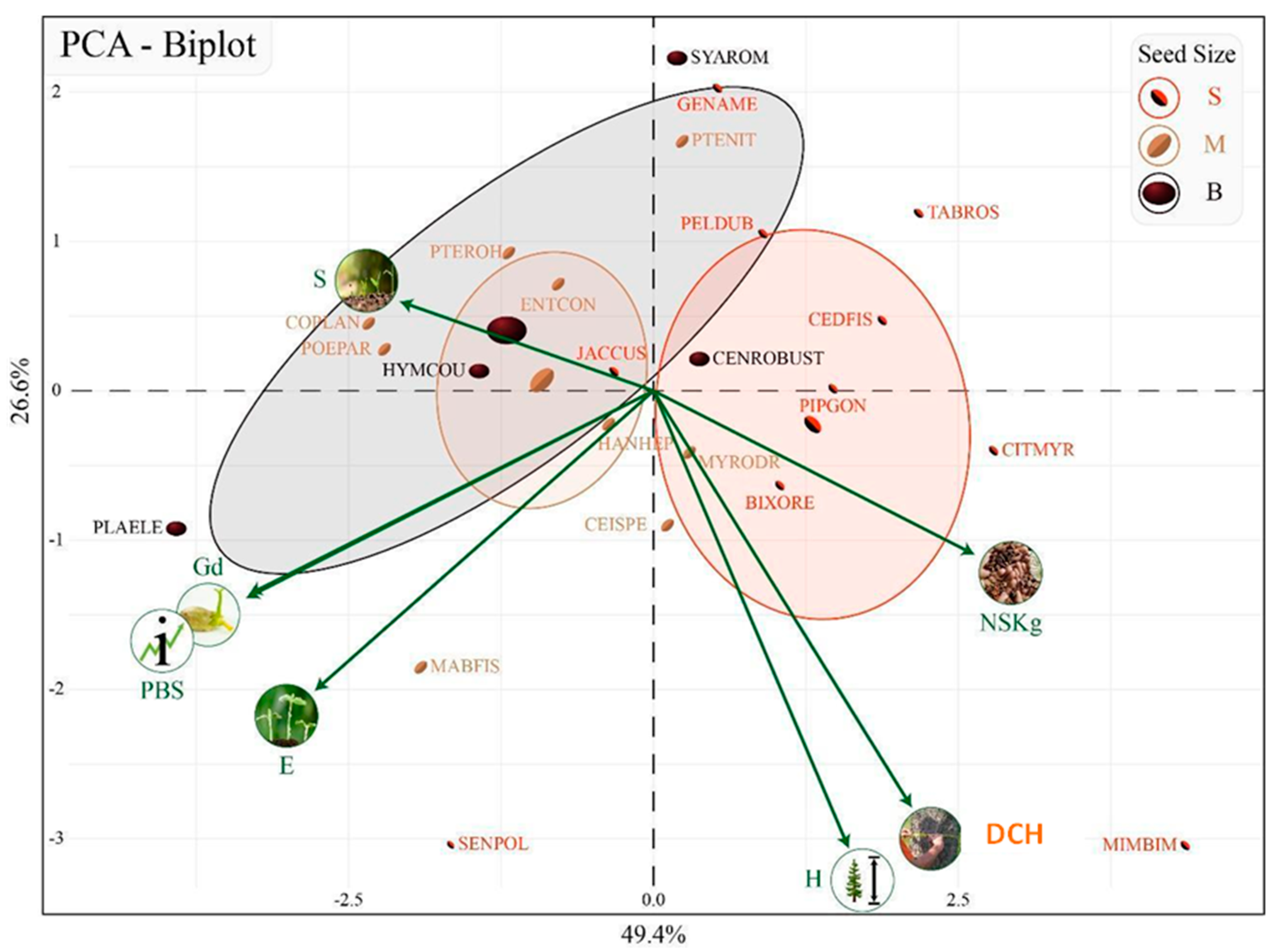 Seeds’ Early Traits as Predictors of Performance in Direct Seeding Restoration