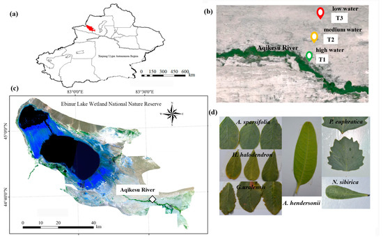 Effects of Leaf Hydrophilicity and Stomatal Regulation on Foliar Water ...