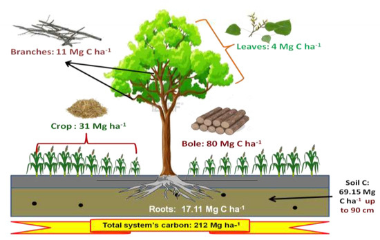 Carbon Sequestration Potential of Commercial Agroforestry Systems in ...