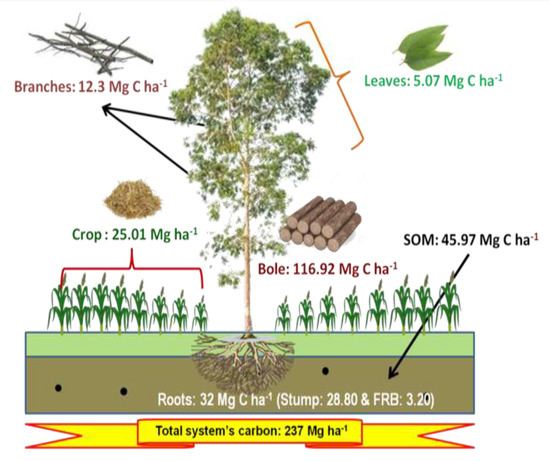 Carbon Sequestration Potential of Commercial Agroforestry Systems in ...