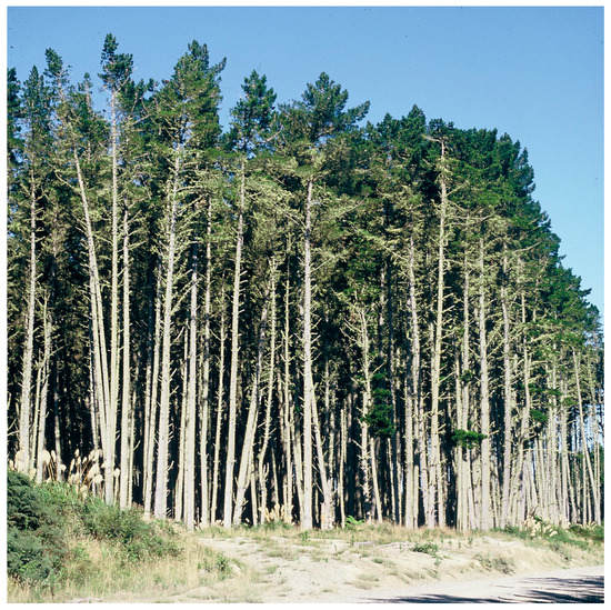 Shoot Phenology as a Driver or Modulator of Stem Diameter Growth and ...