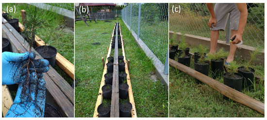 Forests | Free Full-Text | Feasibility of Using a Silicon Preparation to Promote Growth of ...