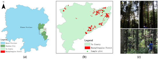 New Coupled Canopy–Light Model (CCLM) to Improve Visual Polymorphism ...