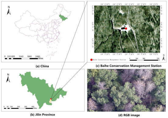 Automatic Detection and Classification of Dead Nematode-Infested Pine ...