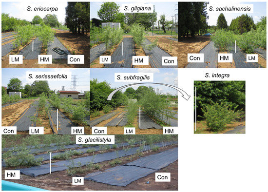 Growth Characteristics of Seven Willow Species Distributed in Eastern ...