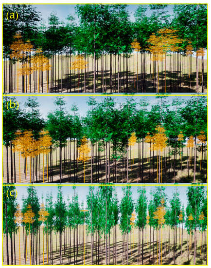 Forests | Free Full-Text | Visual Simulation Research on Growth ...