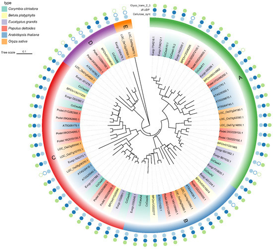 Genome-Wide Identification and Expression Analysis of CesA Gene Family ...