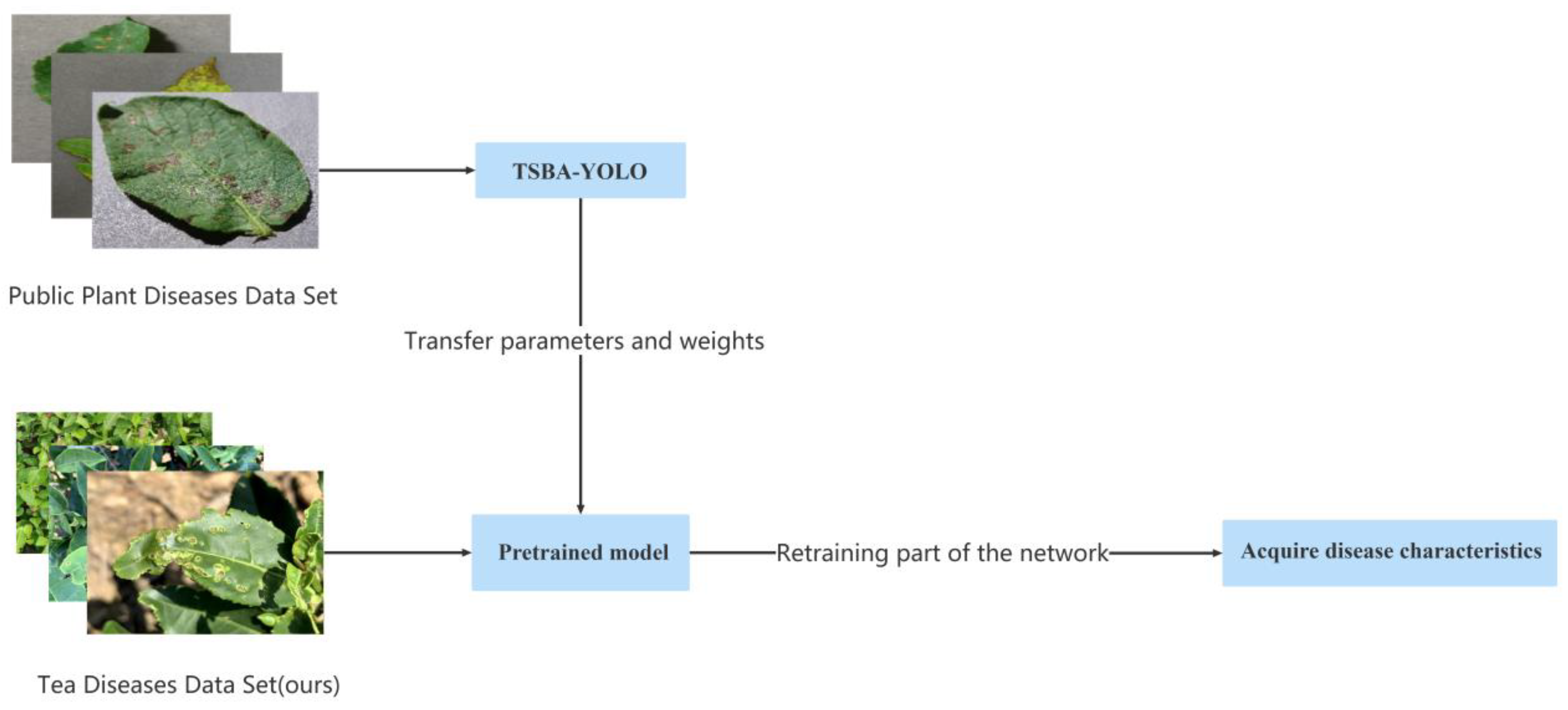 TSBA-YOLO: An Improved Tea Diseases Detection Model Based on Attention Mechanisms and Feature Fusion