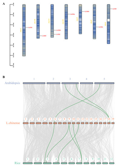 The Identification and Expression Analysis of the Liriodendron chinense ...