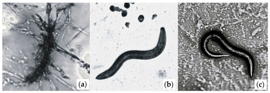 Nematodes Consume Four Species of a Common, Wood-Decay Fungus