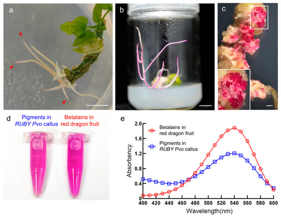 Exploring the Potential Applications of the Noninvasive Reporter Gene RUBY in Plant Genetic ...
