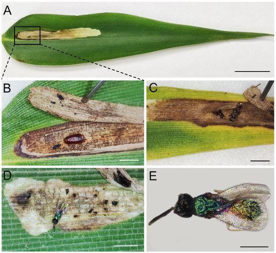 Forests | Free Full-Text | Use of an Arboretum and DNA Barcoding for the Detection and ...