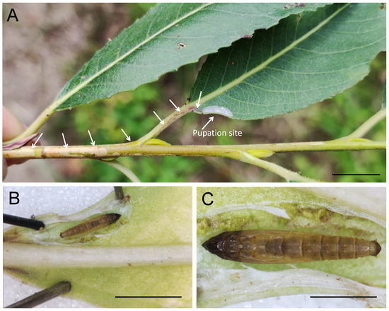 Forests | Free Full-Text | Use of an Arboretum and DNA Barcoding for the Detection and ...