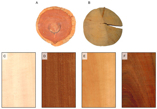 The Macroscopic Structure of Wood