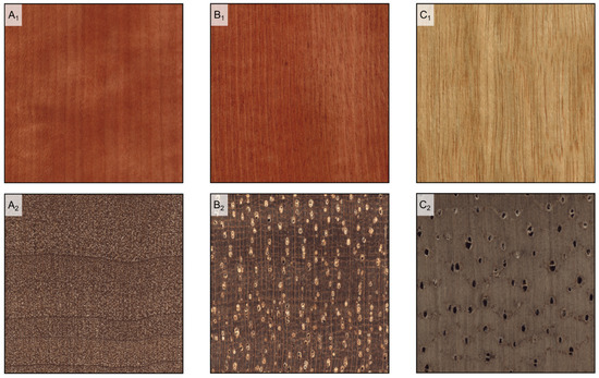 The Macroscopic Structure of Wood