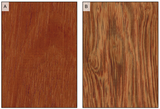 The Macroscopic Structure of Wood
