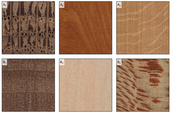 The Macroscopic Structure of Wood