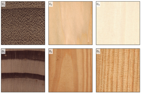 The Macroscopic Structure of Wood