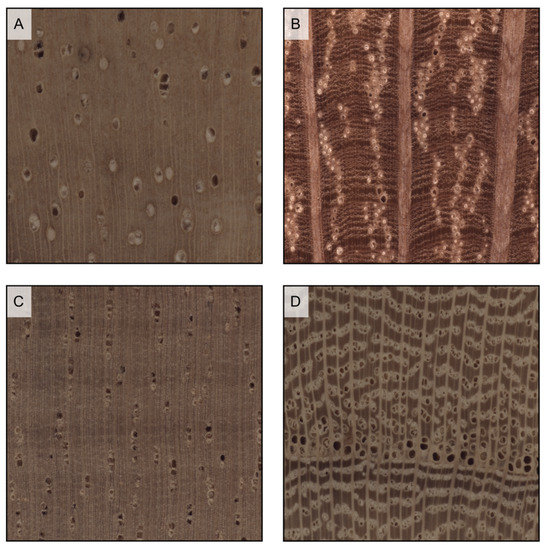 The Macroscopic Structure of Wood