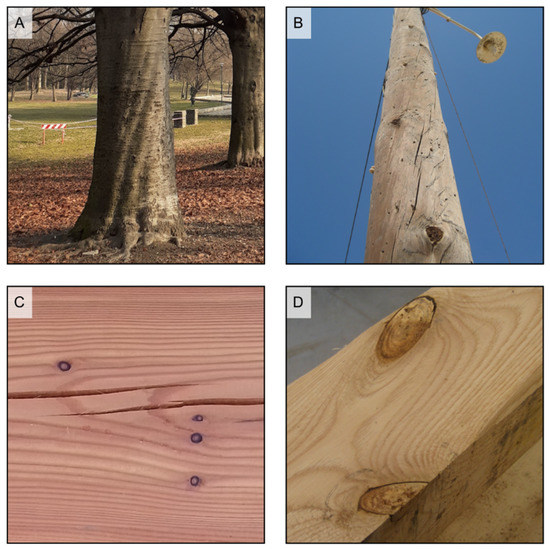 Forests | Free Full-Text | The Macroscopic Structure of Wood