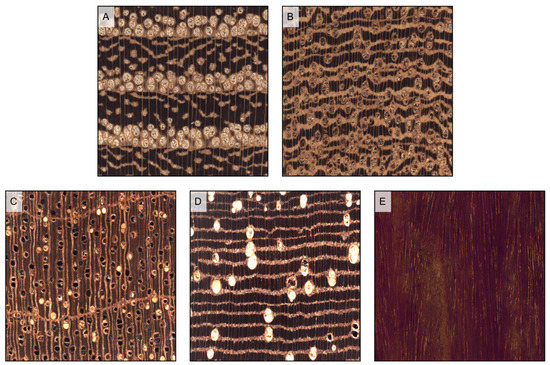 The Macroscopic Structure of Wood