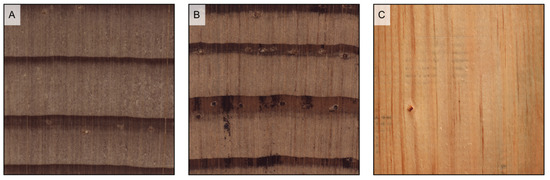 The Macroscopic Structure of Wood
