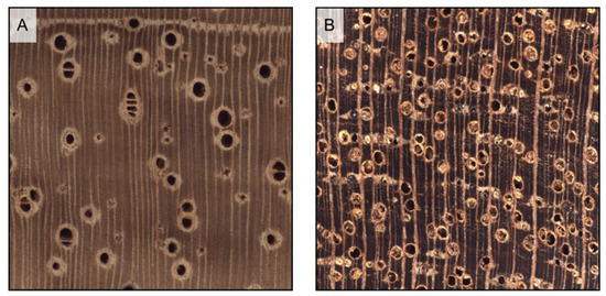 The Macroscopic Structure of Wood