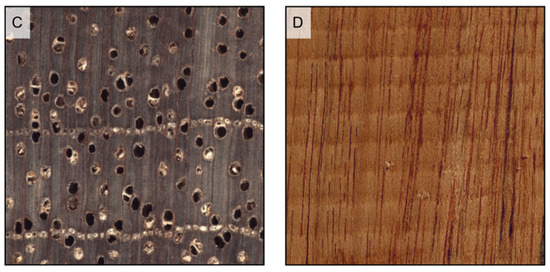 The Macroscopic Structure of Wood