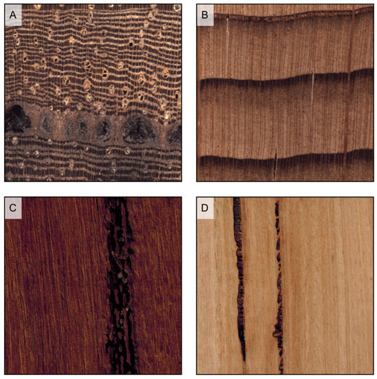 The Macroscopic Structure of Wood