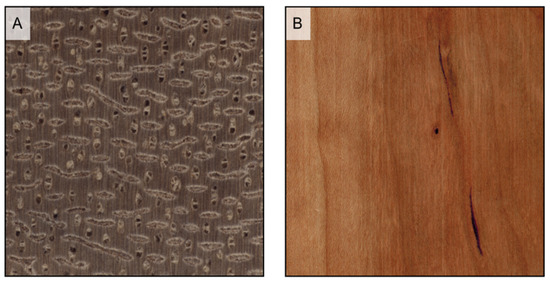 The Macroscopic Structure of Wood