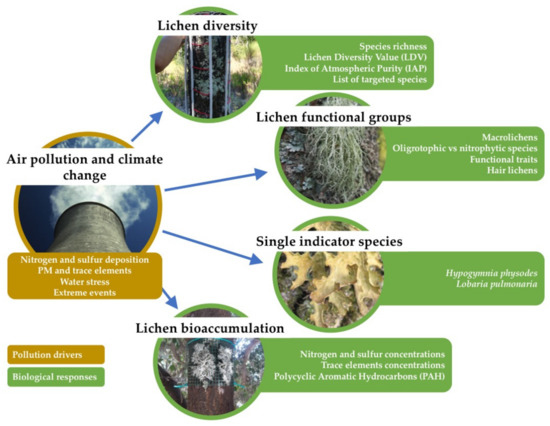 Recent Trends and Future Challenges for Lichen Biomonitoring in Forests