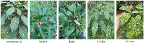 Monitoring the Severity of Rubber Tree Infected with Powdery Mildew ...