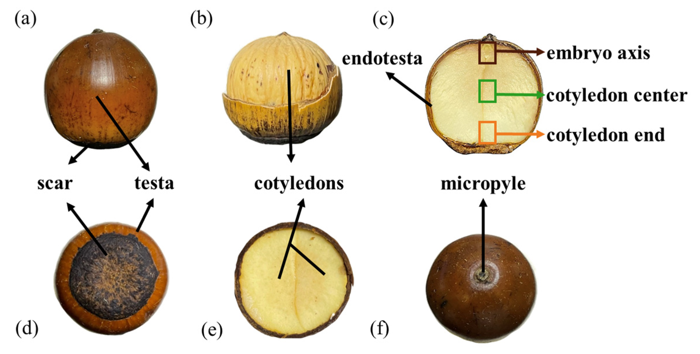 Investigation of Water Distribution and Mobility Dynamics in ...
