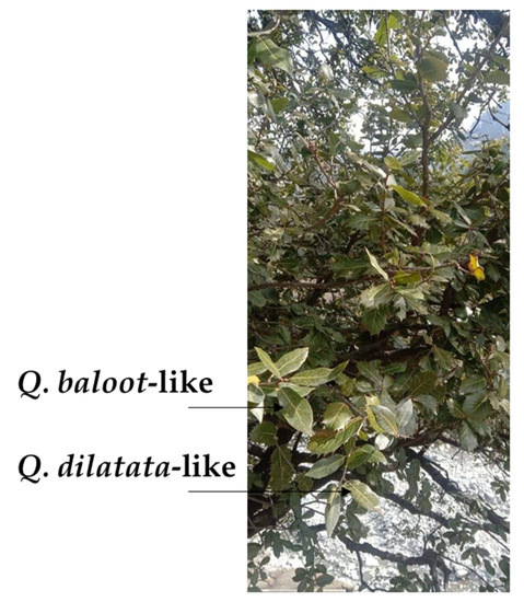 An Overview of Oak Species in Pakistan: Past, Present, and Future ...