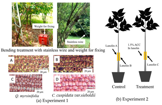 Distribution of Plant Hormones and Their Precursors in Cambial Region ...